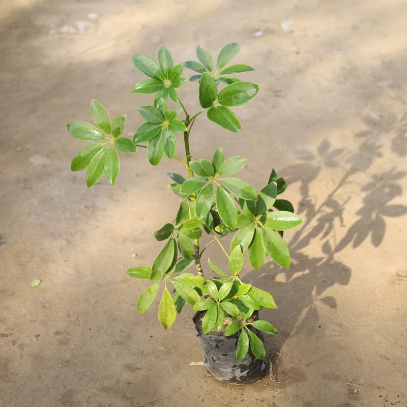 Free Next Day Delivery | Schefflera Green in 4 Inch Nursery Bag