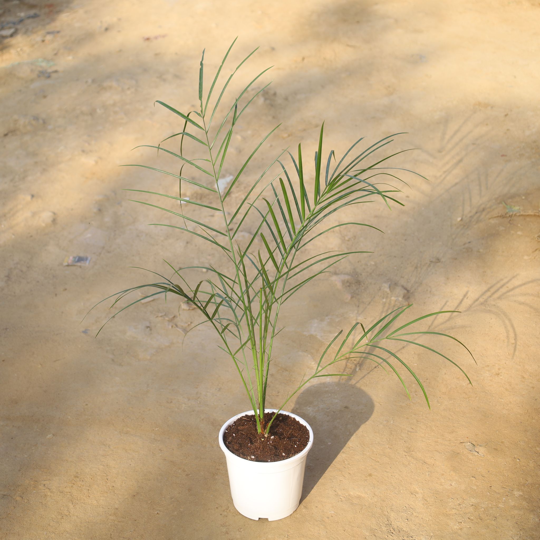Free Next Day Delivery | Phoenix Palm in 6 Inch Nursery Pot