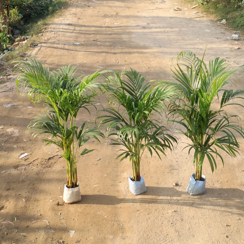 Free Next Day Delivery | Set of 3 - Air purifier Areca Palm Indoor in 8 ...