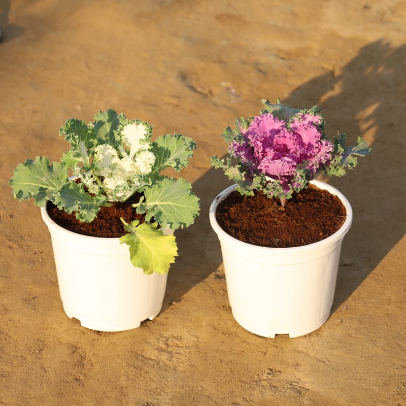 Free Next Day Delivery | Set of 2 - kale (white & purple) in 6 Inch ...