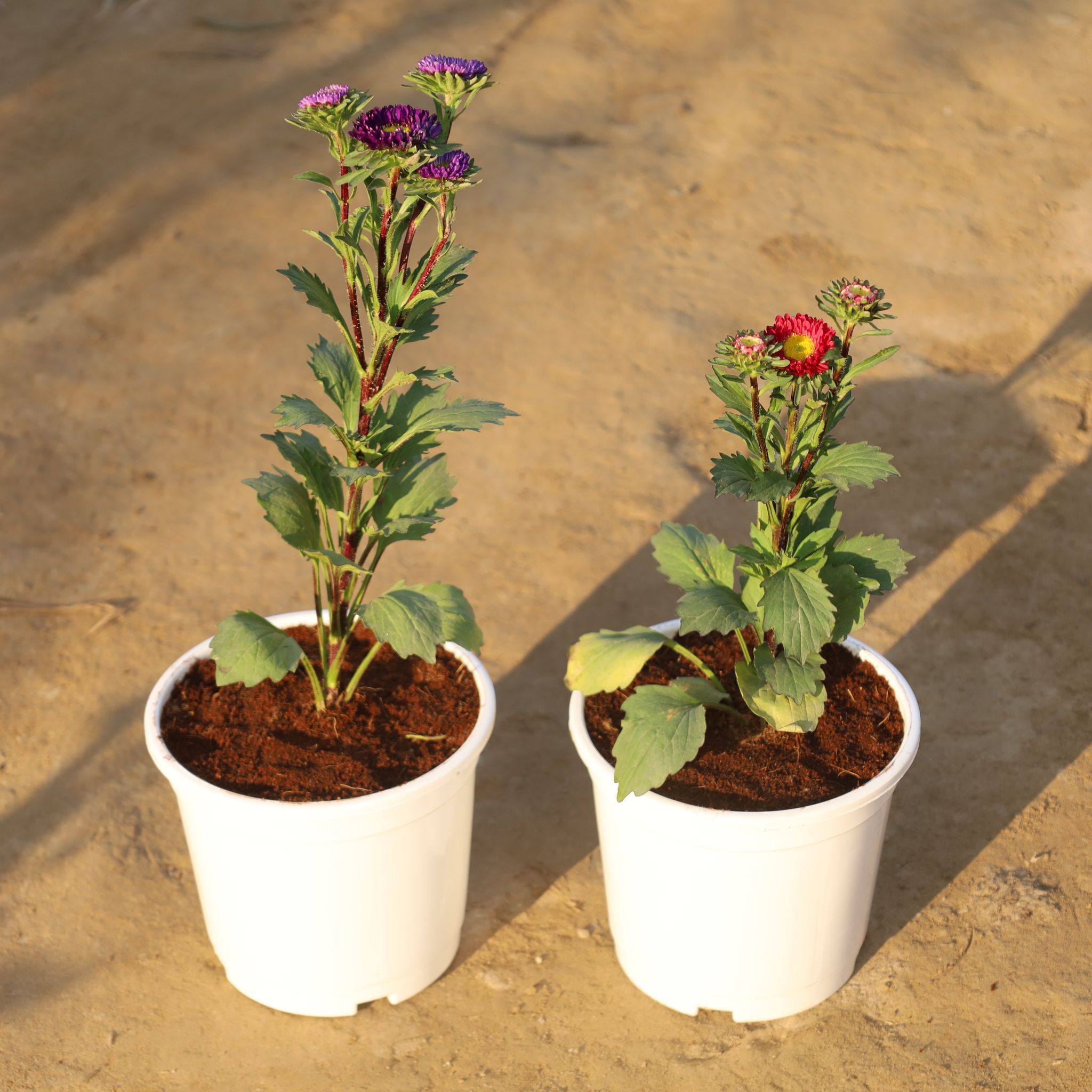 Free Next Day Delivery | Set of 2 - aster (any colour) in 6 Inch White ...