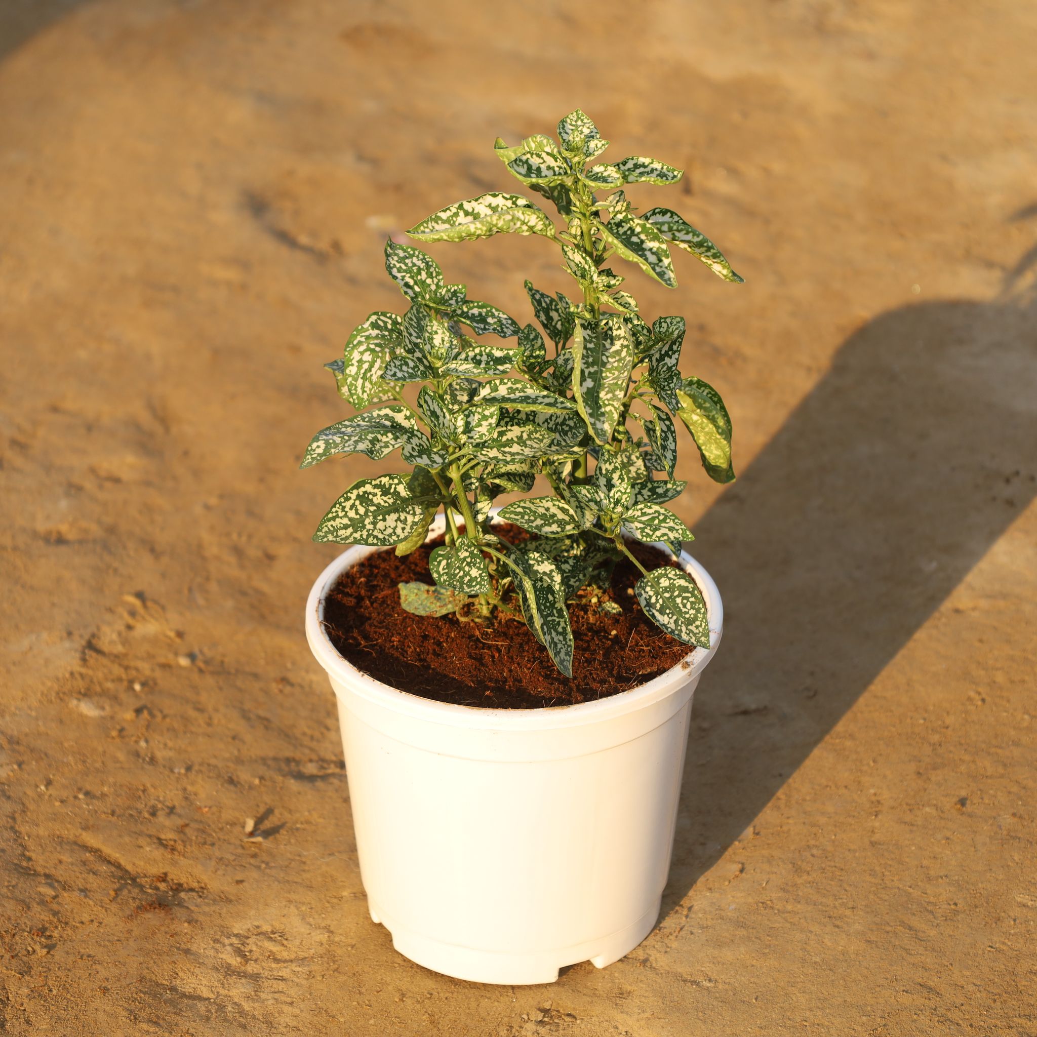 Free Next Day Delivery | Hypoestes / Polka Dot white in 6 Inch Nursery Pot