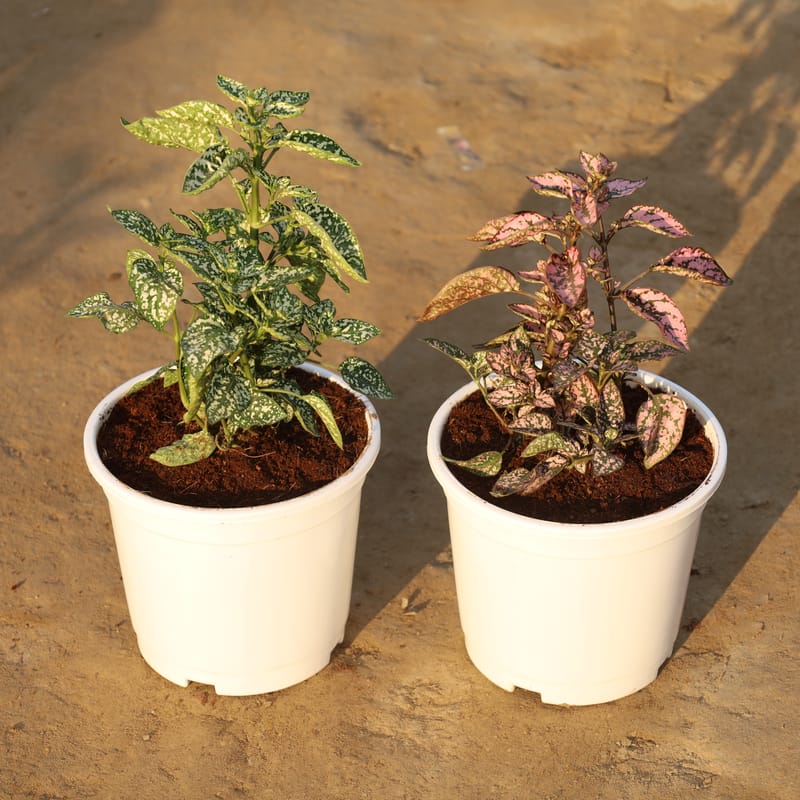Free Next Day Delivery | Set of 2 - Hypoestes / polka dot (white & pink ...