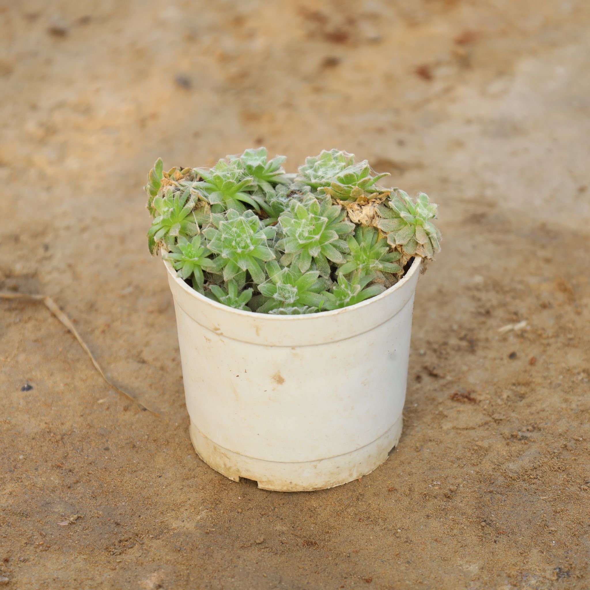 Free Next Day Delivery | Houseleek Common / Chicken in 4 Inch Nursery Pot