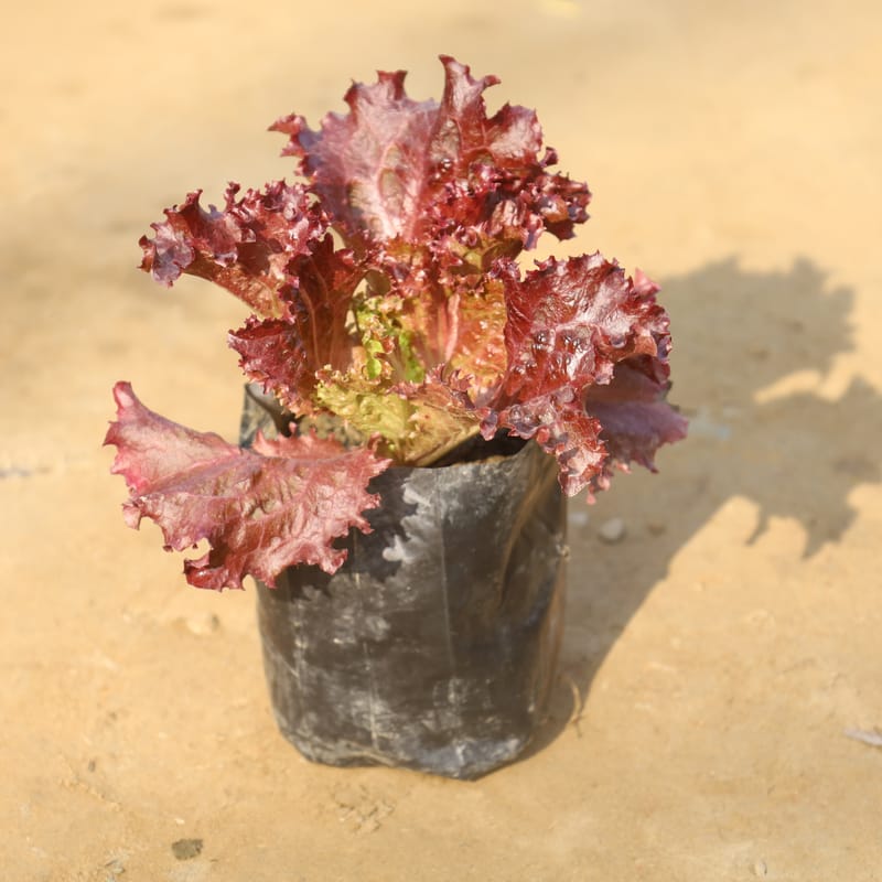 Free Next Day Delivery | Lettuce Red / Salad Patta in 4 Inch Nursery Bag