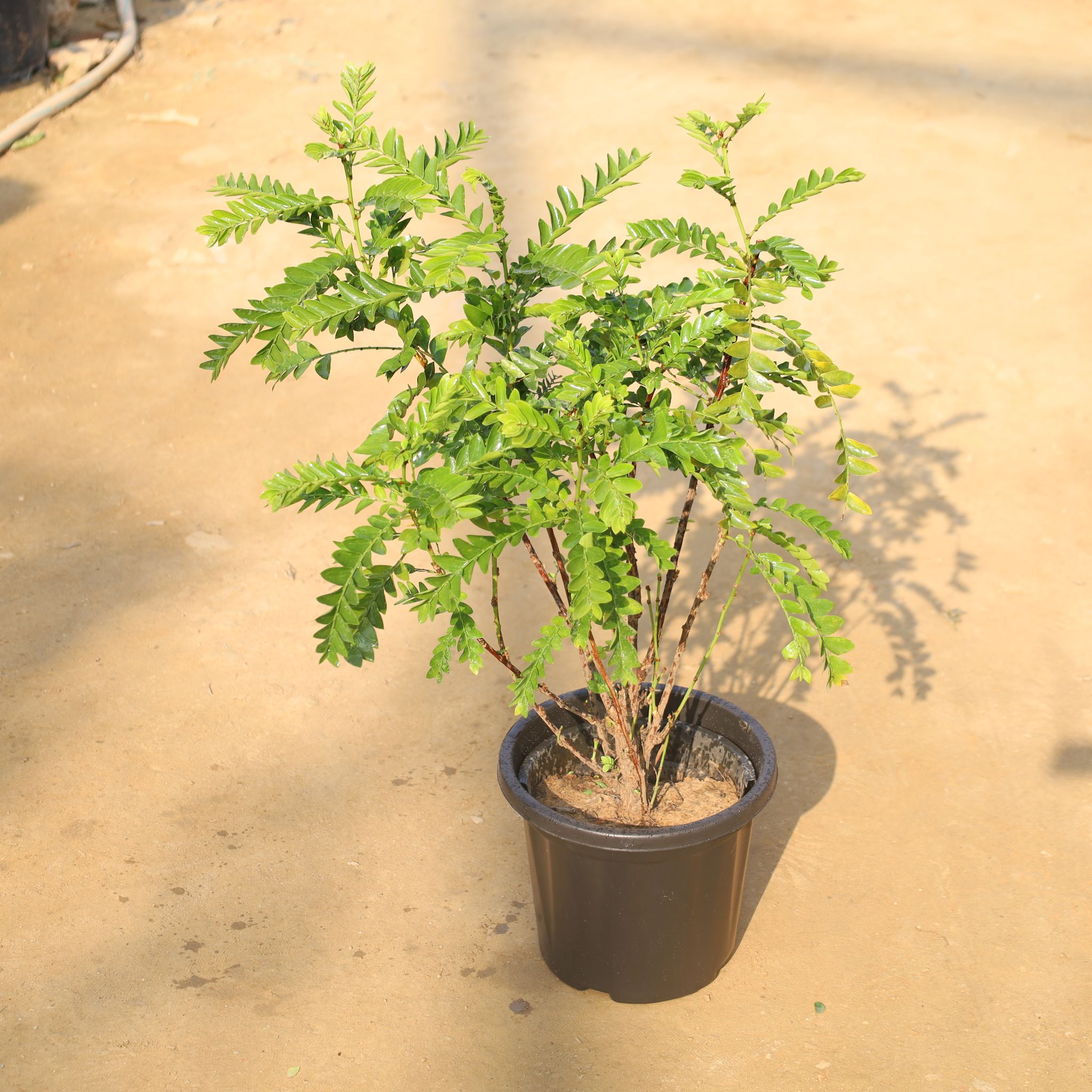 Free Next Day Delivery | Aam Ras Ever Green / Laxmi Taru in 8 Inch ...