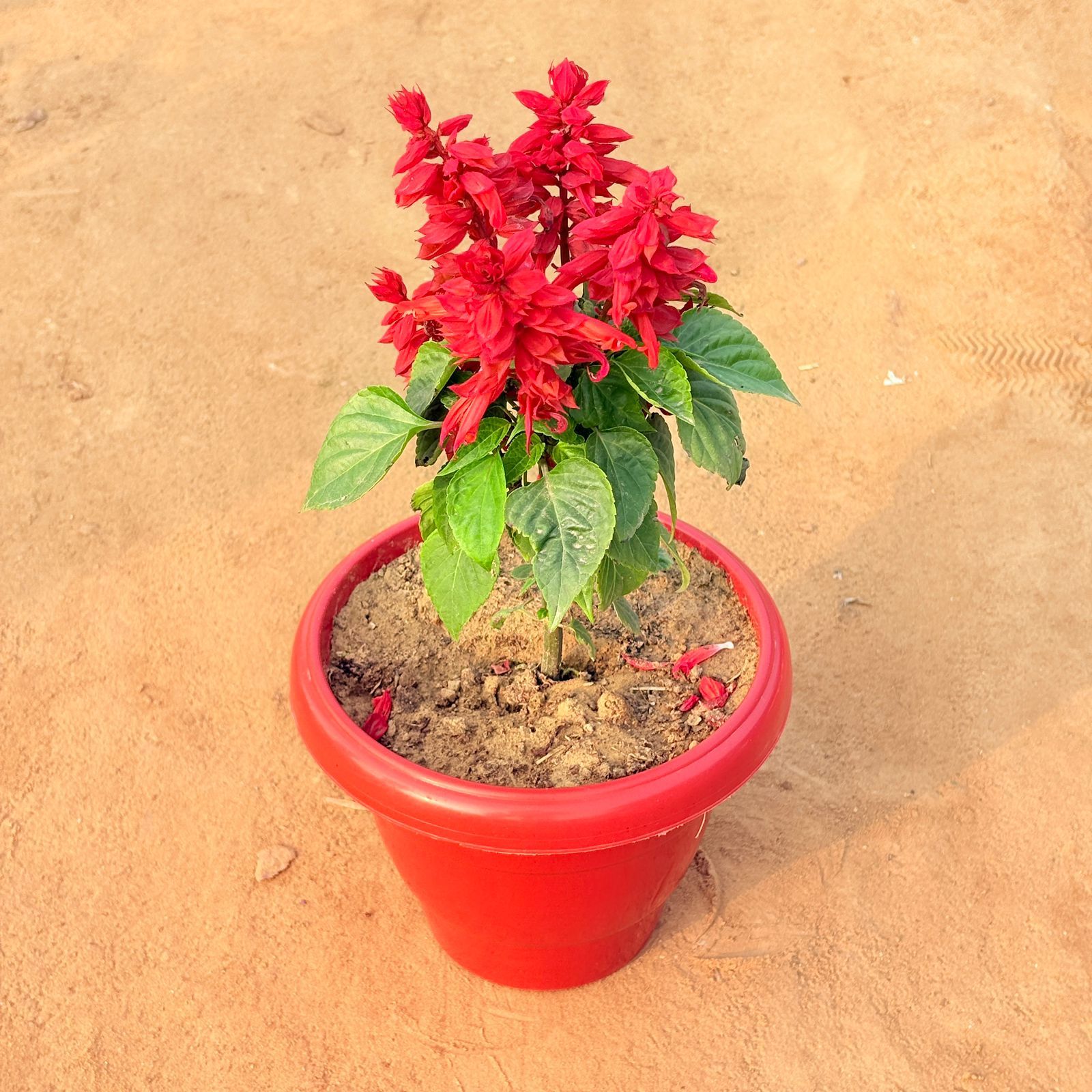 Free Next Day Delivery | Salvia (Any Colour) in 8 Inch Terracotta Red ...