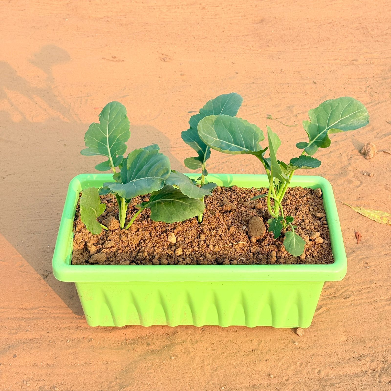 Free Next Day Delivery | Three Broccoli / Gobhi Plant in 14 Inch Green ...