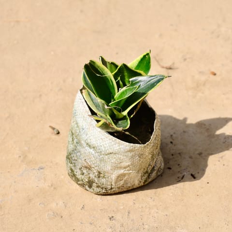 Free Next Day Delivery | Yellow Snake Dwarf in 4 inch nursery bag